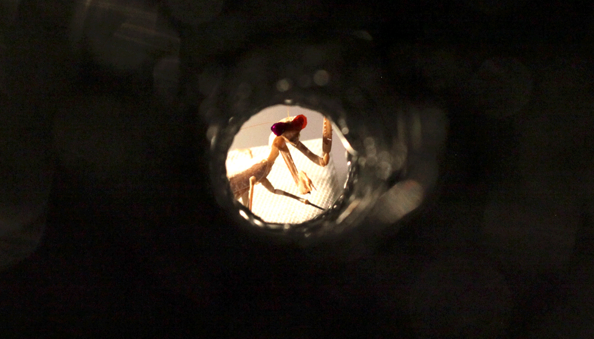 Dans les yeux de la mante | Ricochets